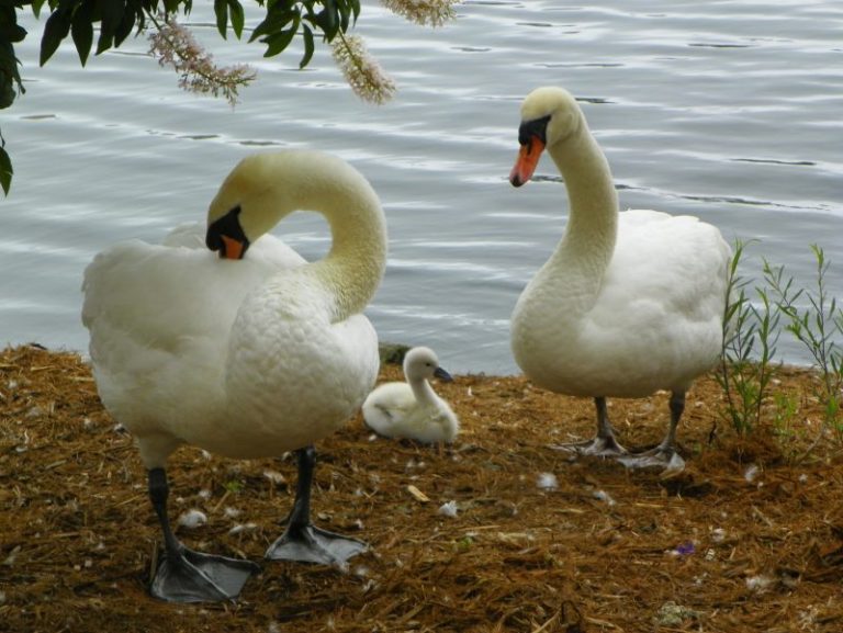 Keeping Swans on Your Homestead - Backyard Poultry